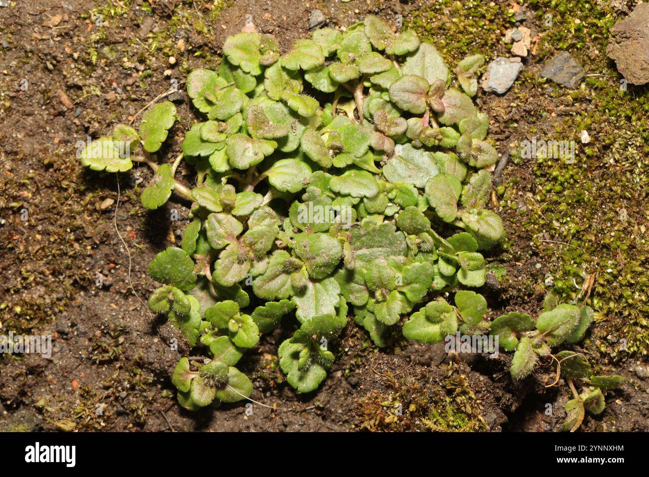 bird's-eye speedwell (Veronica persica Stock Photo - Alamy