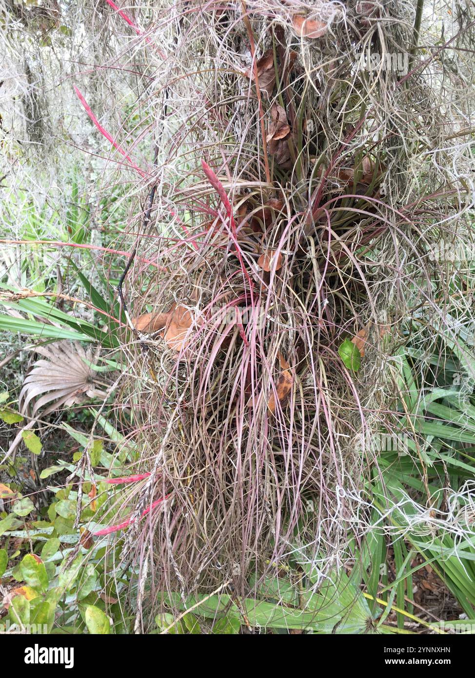 Manatee River airplant (Tillandsia simulata Stock Photo - Alamy
