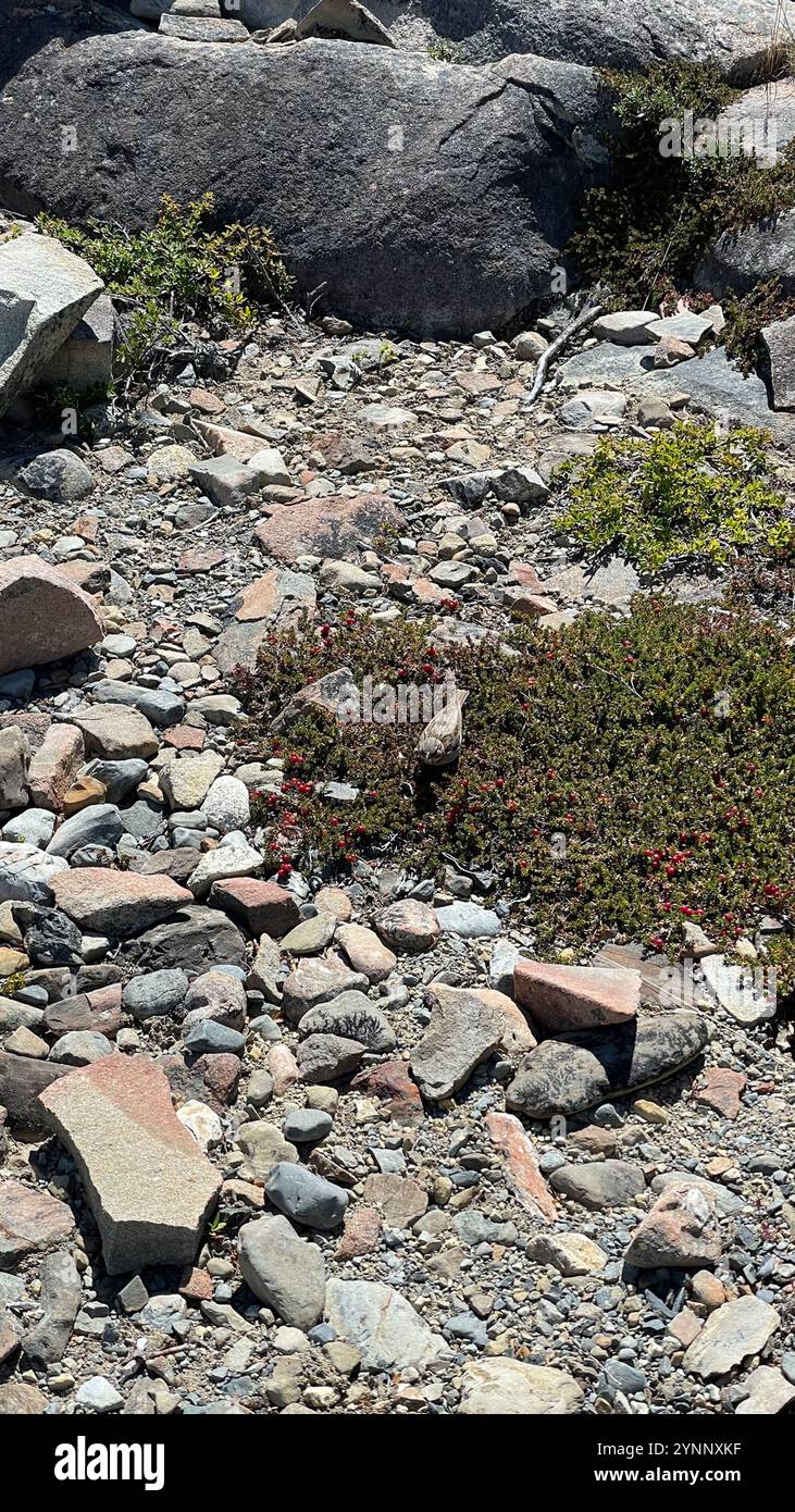 Diddle-dee (Empetrum rubrum Stock Photo - Alamy