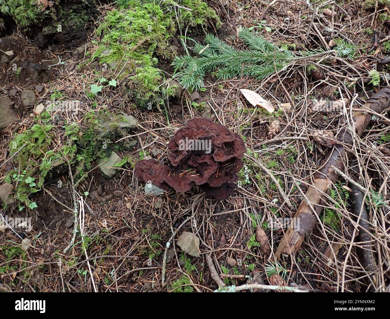 Dyer's Polypore (Phaeolus schweinitzii Stock Photo - Alamy
