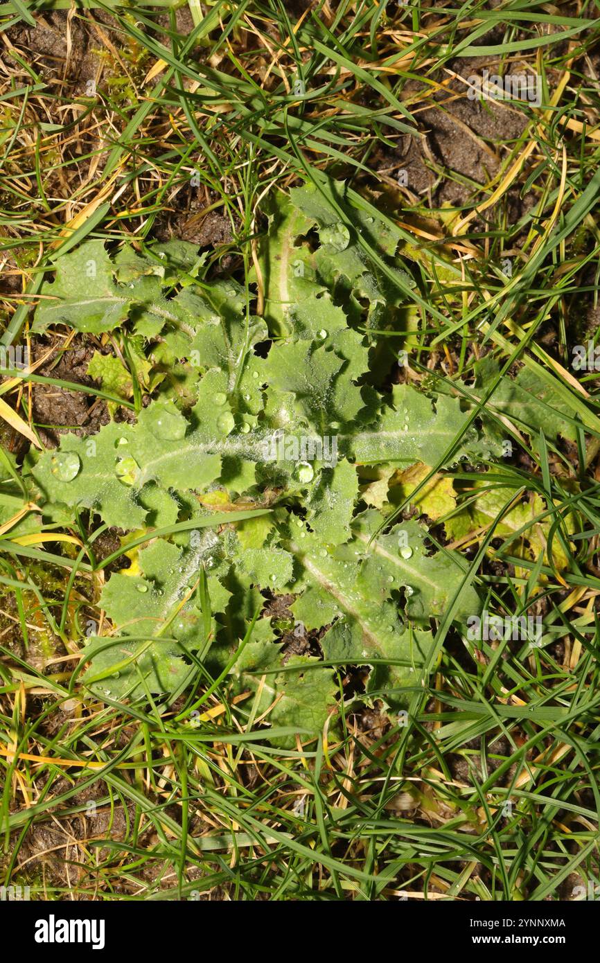 Common Sow-thistle (Sonchus oleraceus Stock Photo - Alamy