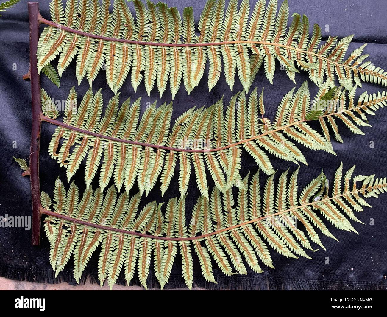 Alsophila Ferns (Alsophila Stock Photo - Alamy