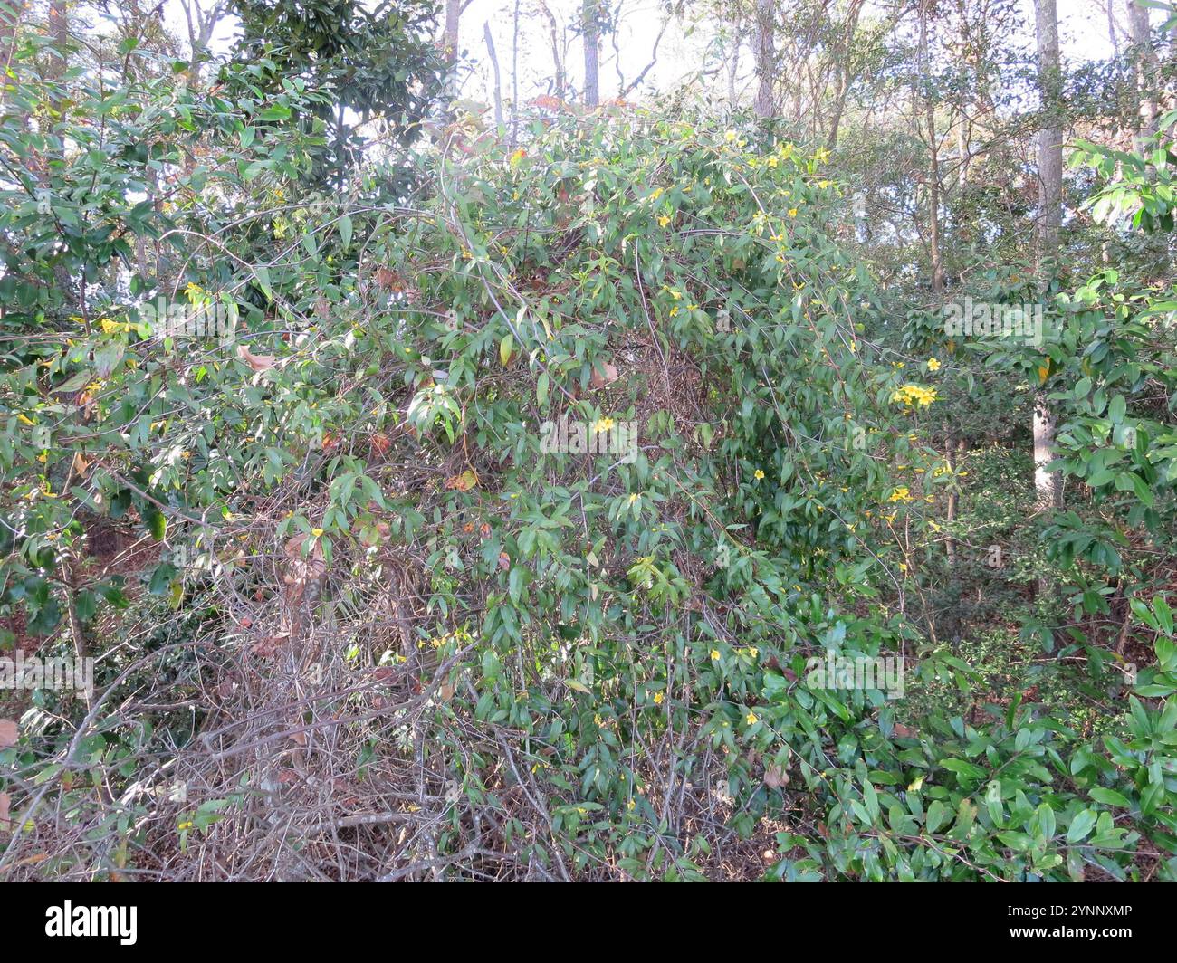 yellow jessamine (Gelsemium sempervirens Stock Photo - Alamy