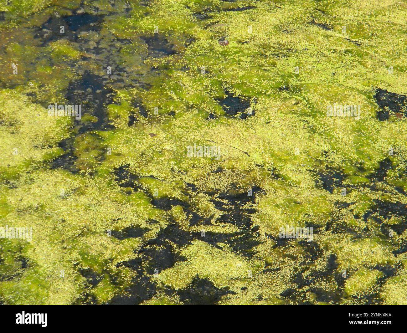 green algae (Chlorophyta Stock Photo - Alamy