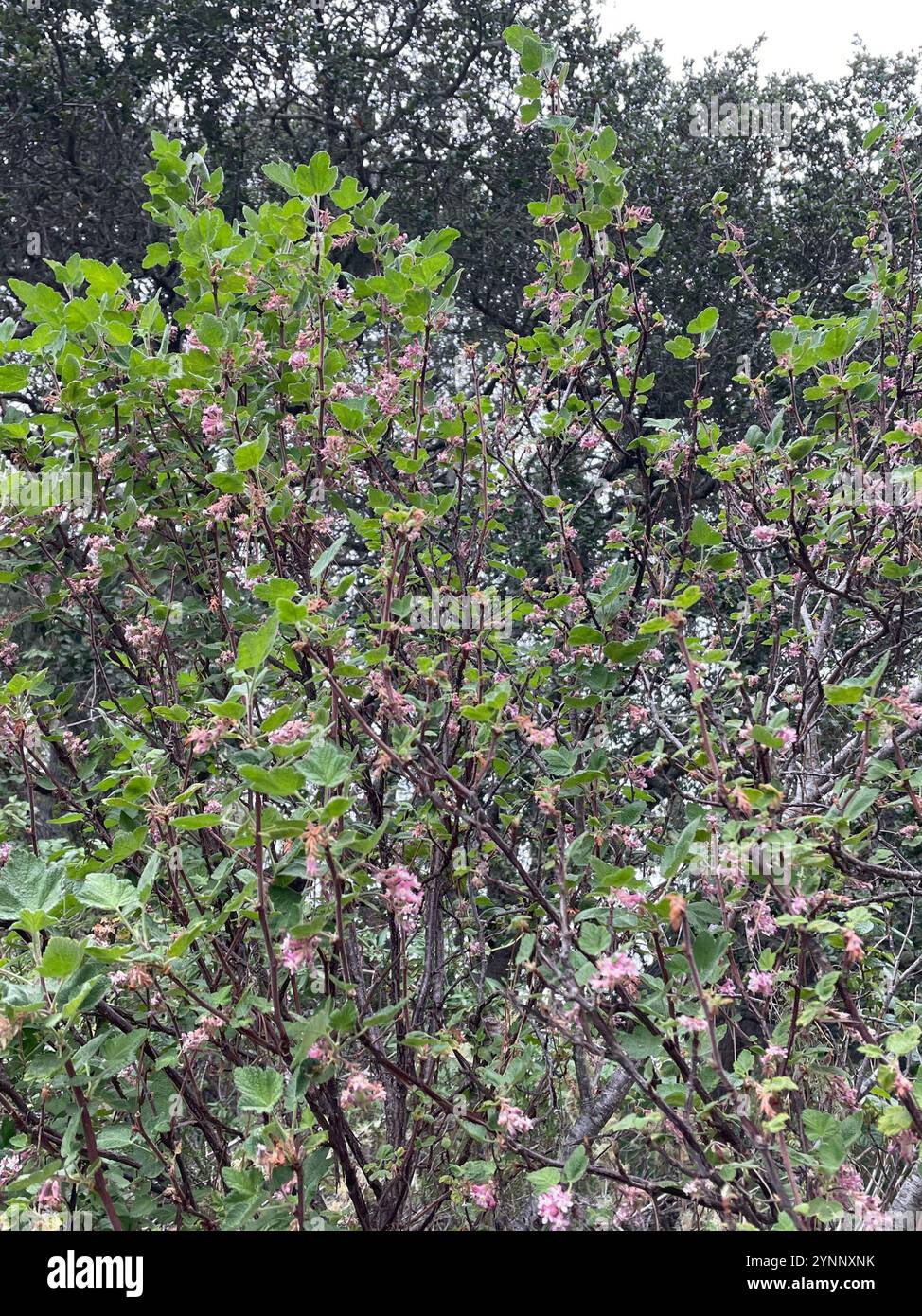 Chaparral Currant (Ribes malvaceum Stock Photo - Alamy