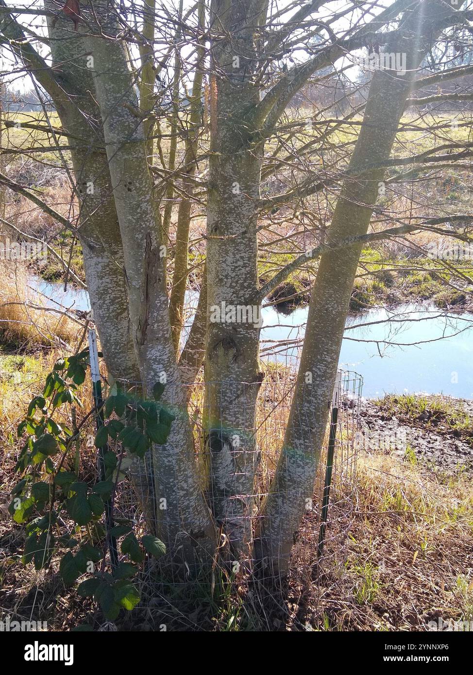 white alder (Alnus rhombifolia Stock Photo - Alamy