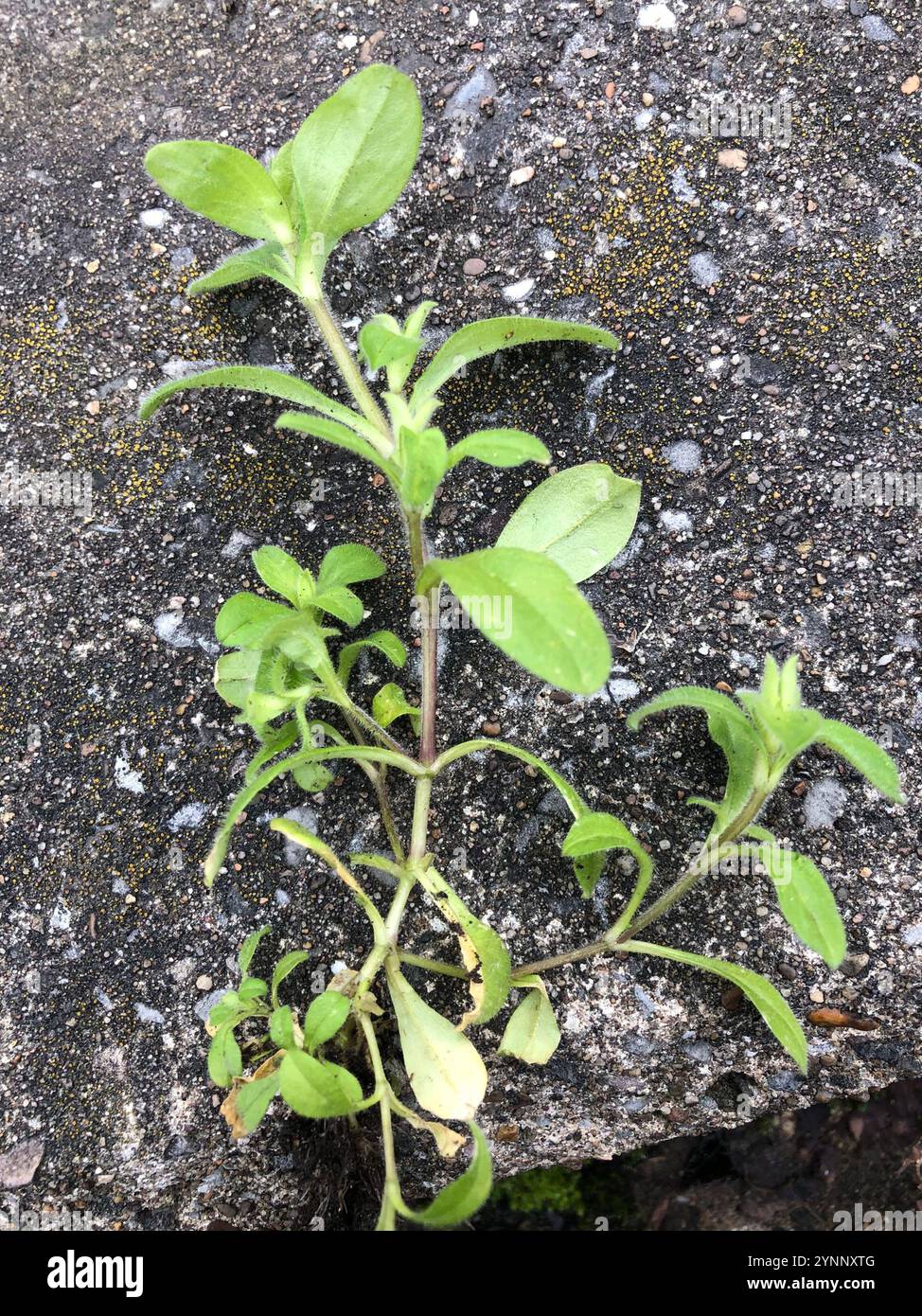 Common mouse-ear chickweed (Cerastium fontanum Stock Photo - Alamy