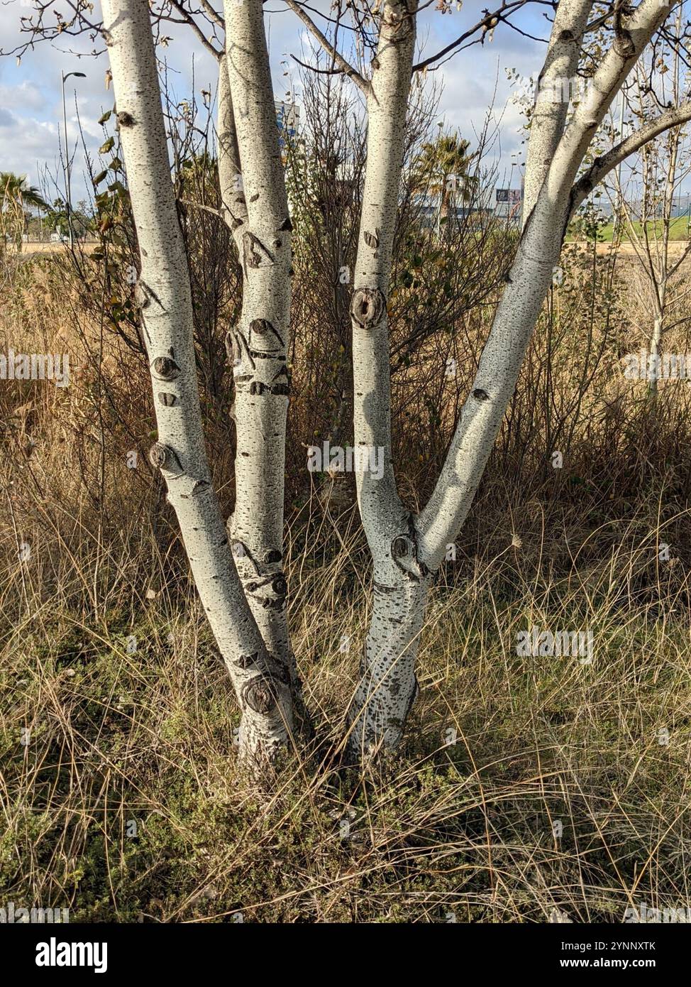 white poplar (Populus alba Stock Photo - Alamy