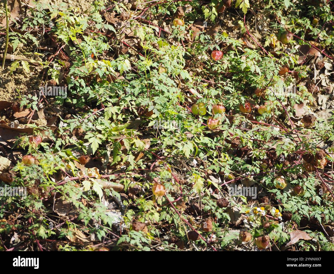 Lesser Balloon Vine (Cardiospermum halicacabum Stock Photo - Alamy