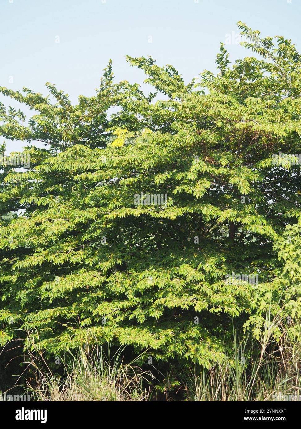 calabur tree (Muntingia calabura Stock Photo - Alamy