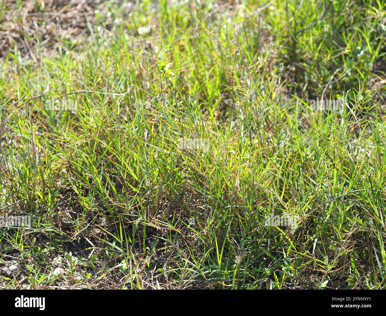 Bermuda grass (Cynodon dactylon Stock Photo - Alamy