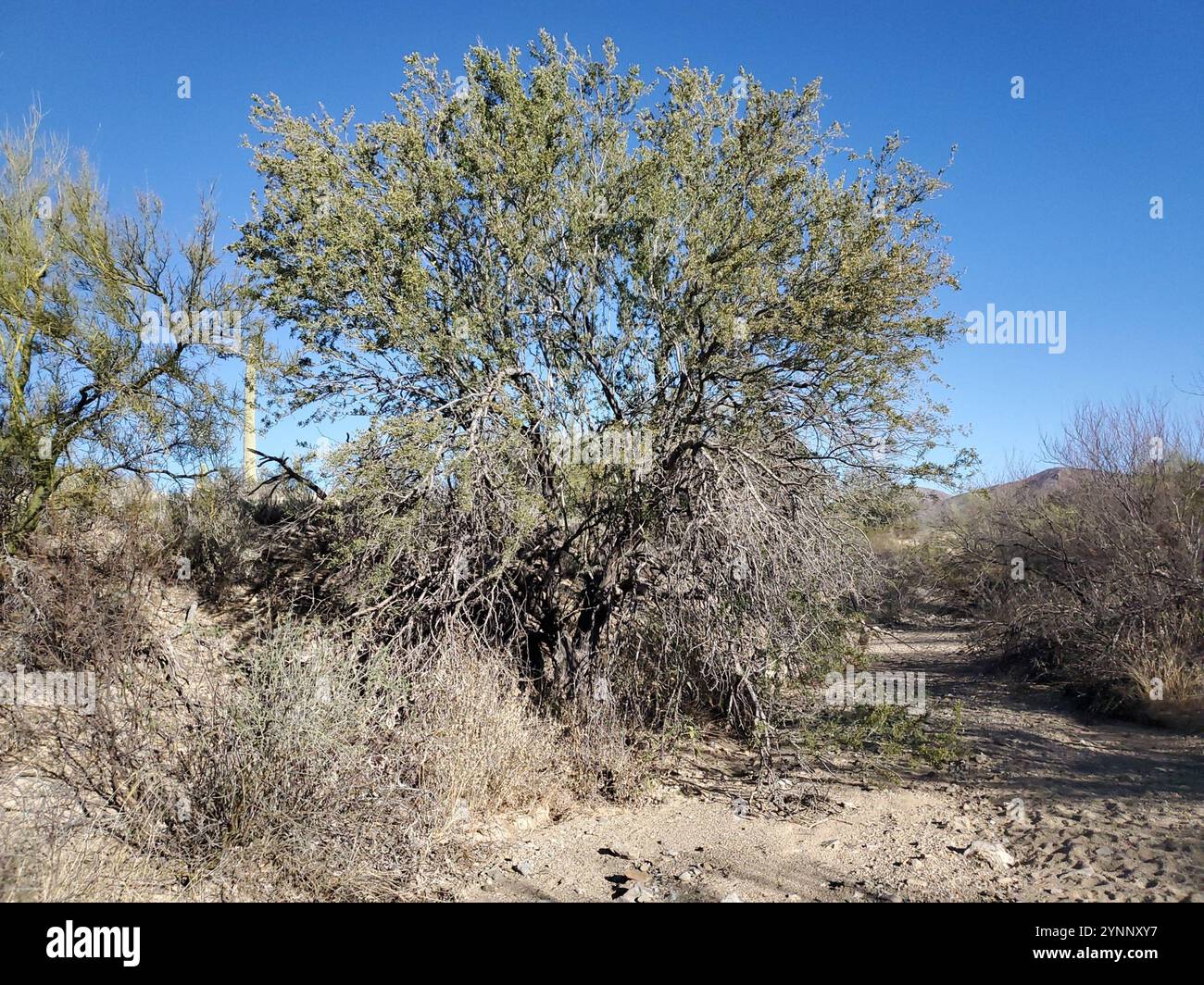 desert ironwood (Olneya tesota Stock Photo - Alamy
