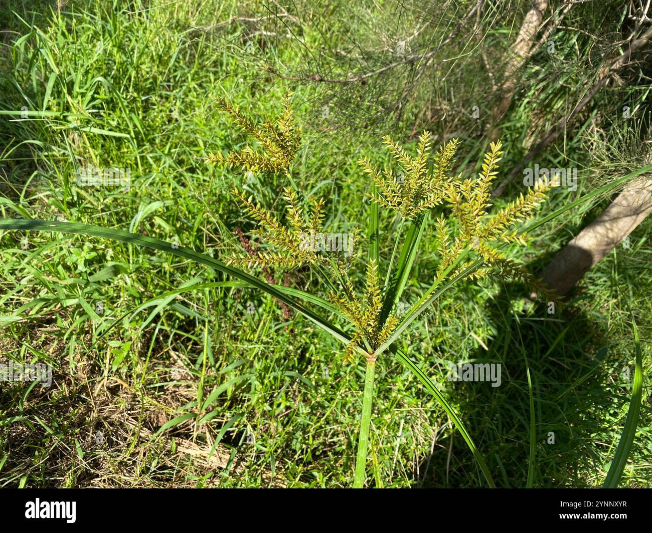 Giant Sedge (Cyperus exaltatus Stock Photo - Alamy