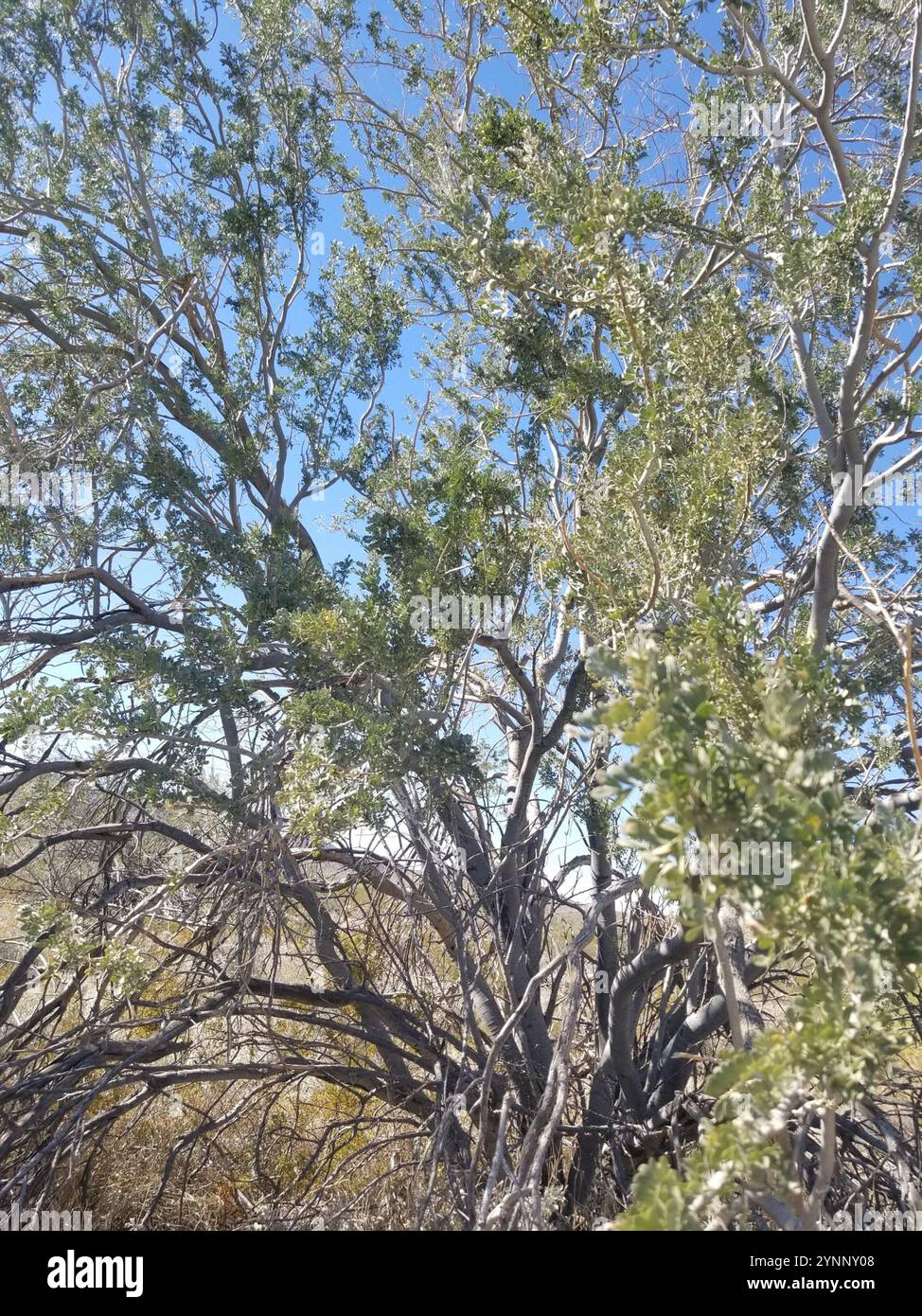 desert ironwood (Olneya tesota Stock Photo - Alamy