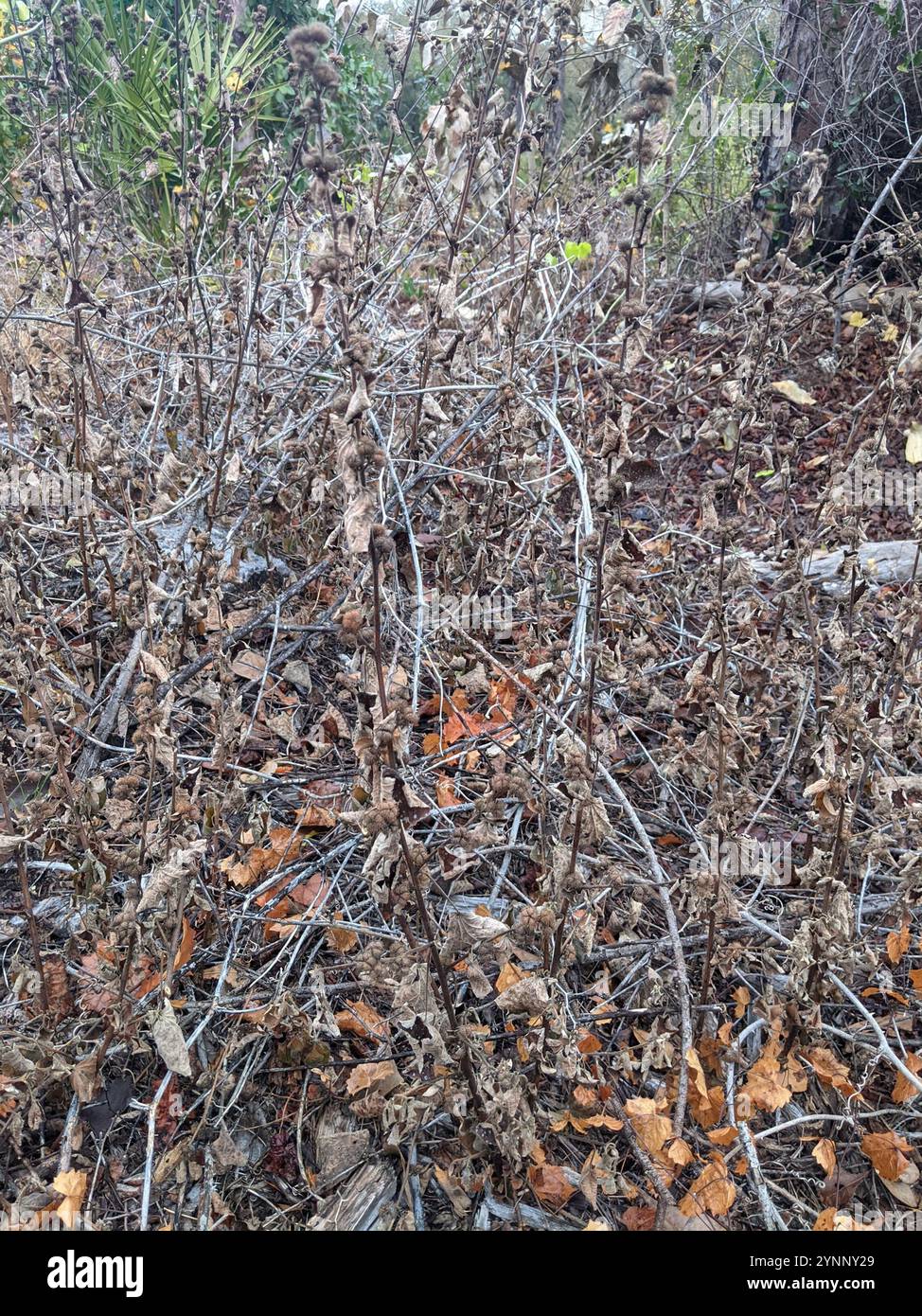 Caesar weed (Urena lobata Stock Photo - Alamy