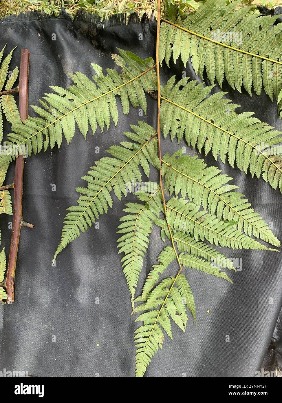 scaly tree ferns (Cyathea Stock Photo - Alamy