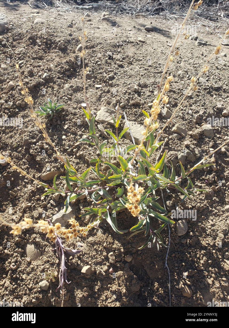scarlet bugler (Penstemon centranthifolius Stock Photo - Alamy