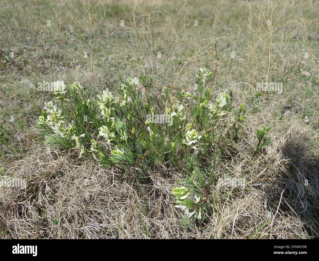 Narrowleaf Milkvetch (Astragalus pectinatus Stock Photo - Alamy
