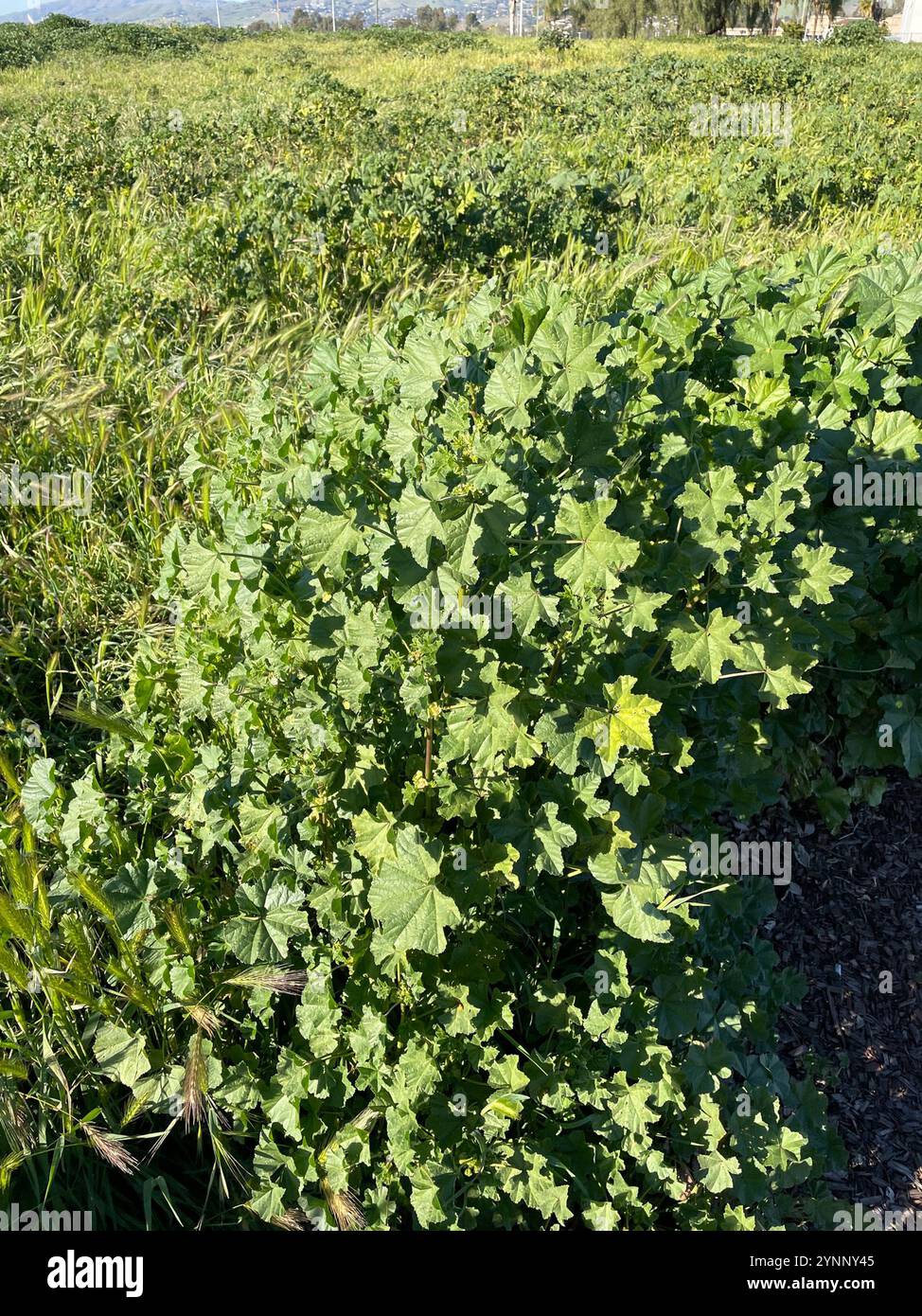 Malva Parviflora Caractéristiques – XFQS