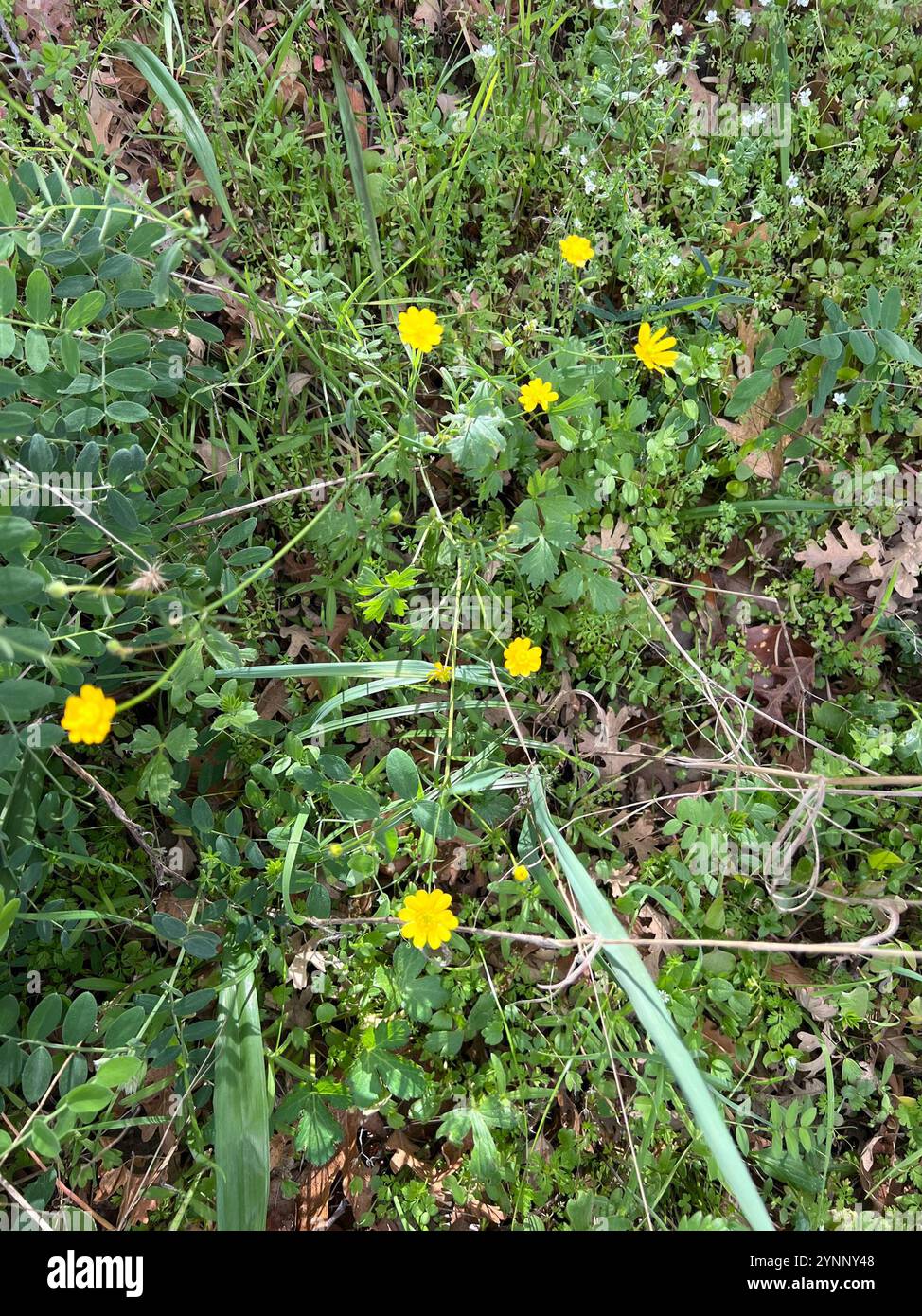 California buttercup (Ranunculus californicus Stock Photo - Alamy