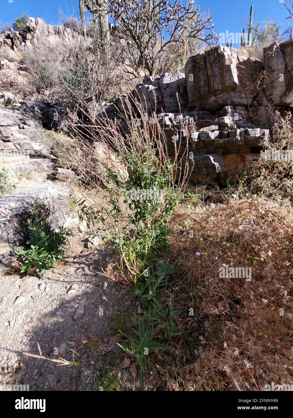 velvetweed (Oenothera curtiflora Stock Photo - Alamy