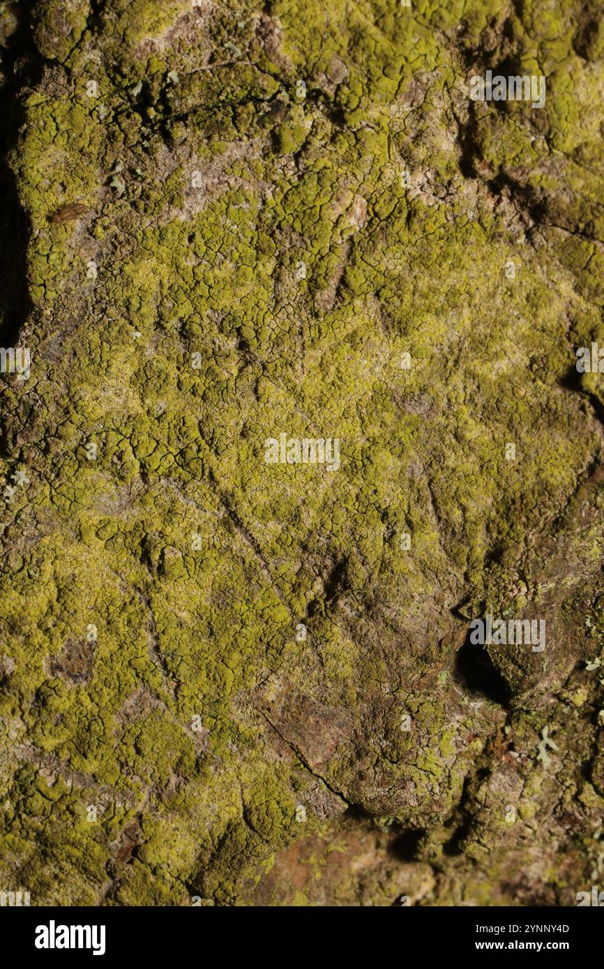 Candleflame Lichen (Candelaria concolor Stock Photo - Alamy