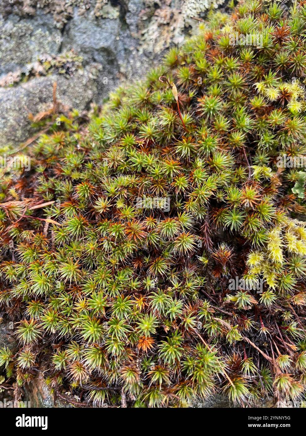 bristly haircap moss (Polytrichum piliferum Stock Photo - Alamy