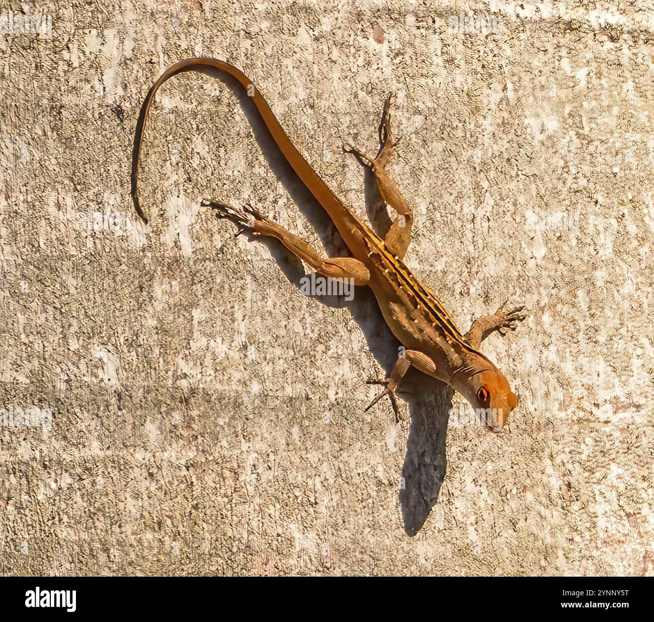 Brown Anole (Anolis sagrei Stock Photo - Alamy
