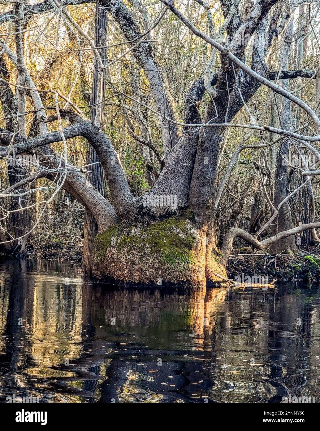 Water Tupelo (Nyssa aquatica Stock Photo - Alamy