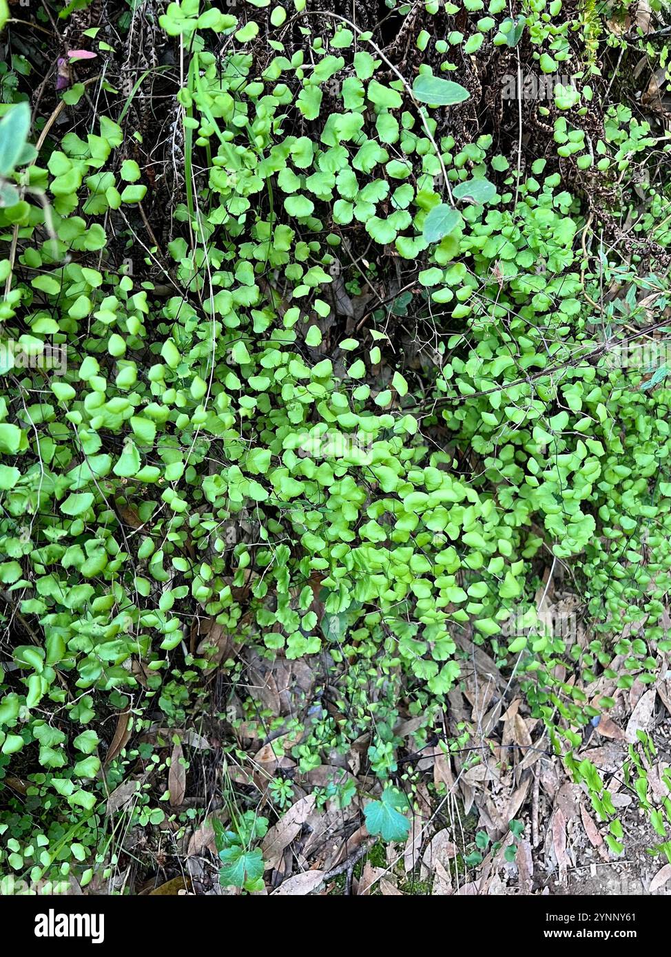 California Maidenhair Fern (Adiantum jordanii Stock Photo - Alamy