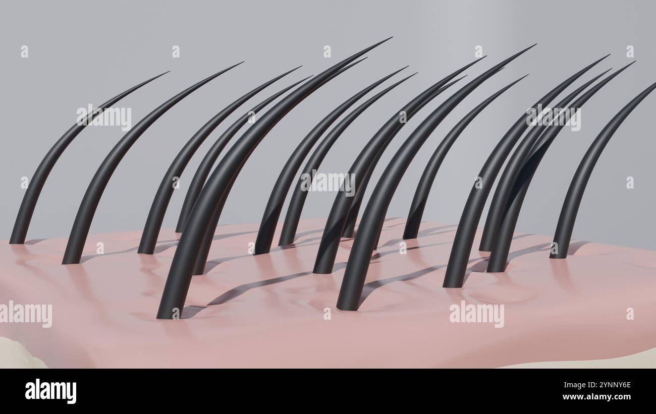 A hair follicle is a small but complex structure in the skin that ...