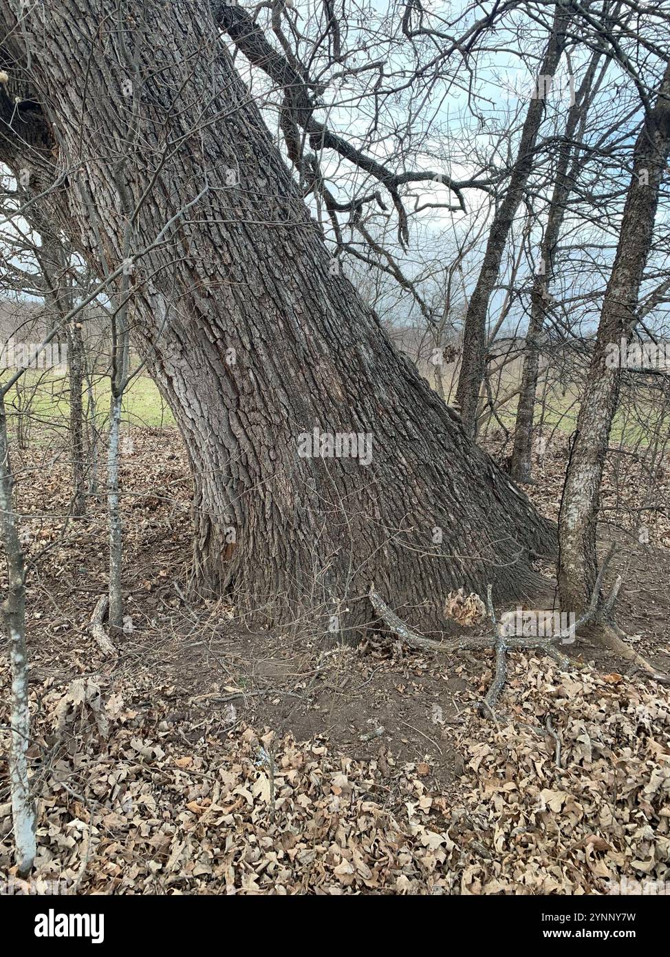 bur oak (Quercus macrocarpa Stock Photo - Alamy