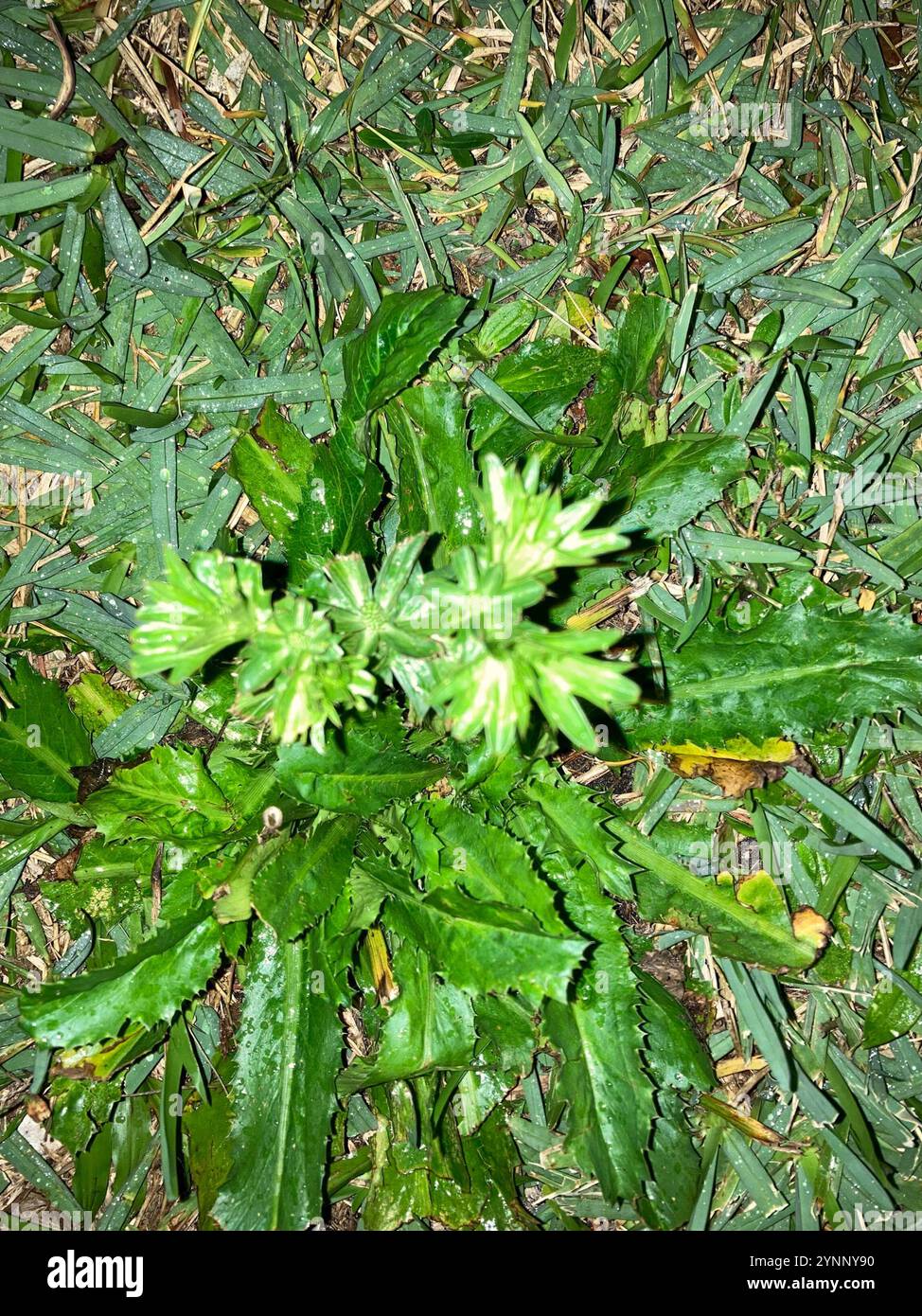 Mexican Culantro (Eryngium foetidum Stock Photo - Alamy