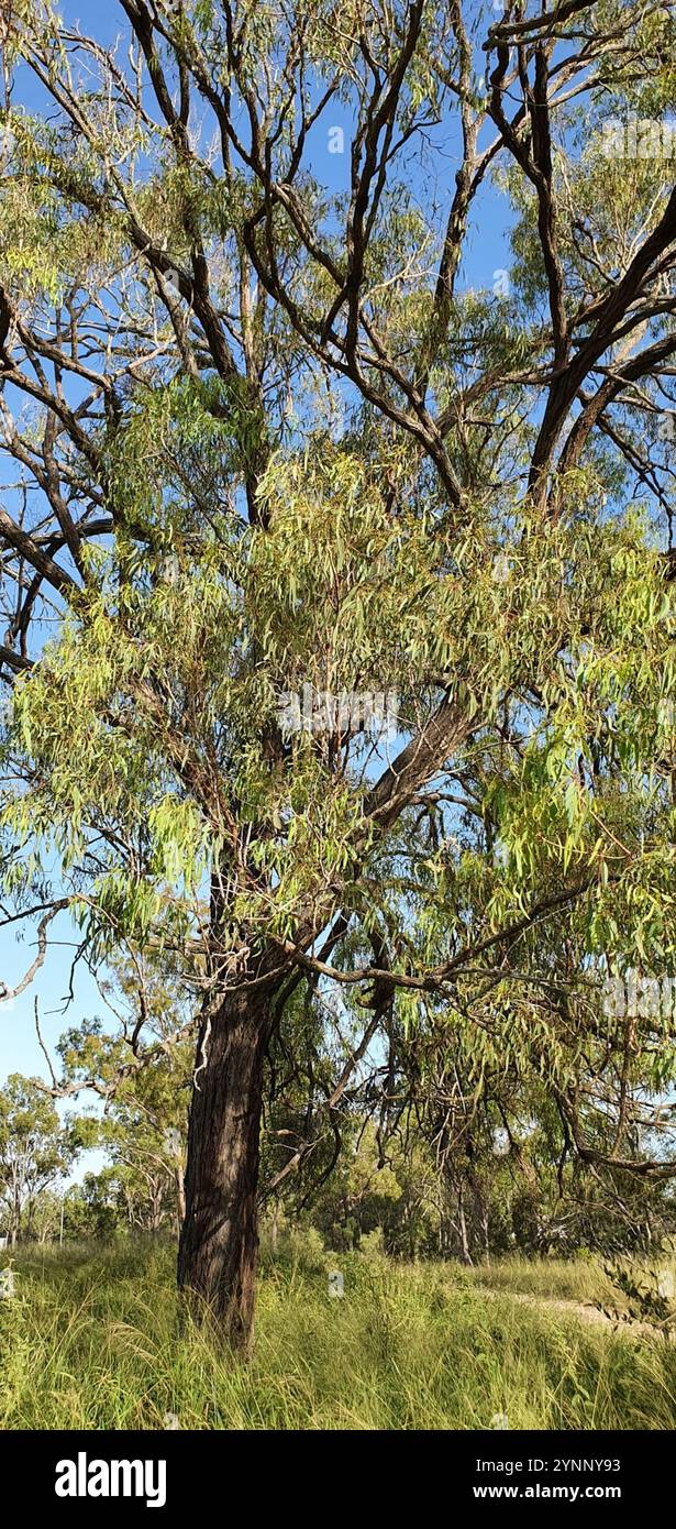 Eucalyptus crebra hi-res stock photography and images - Alamy