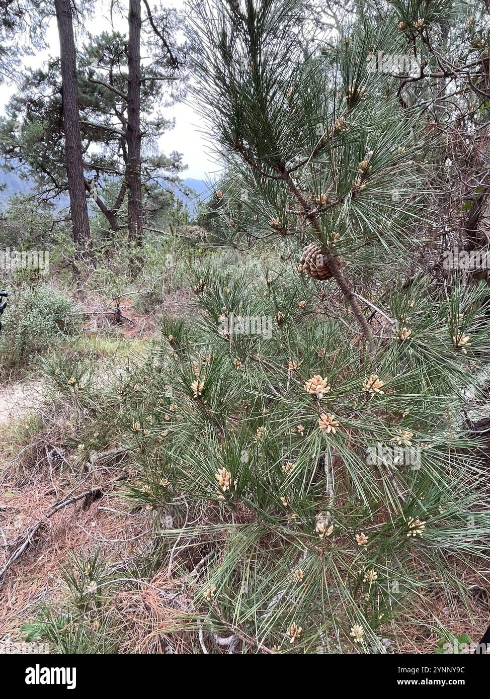 Monterey pine (Pinus radiata Stock Photo - Alamy