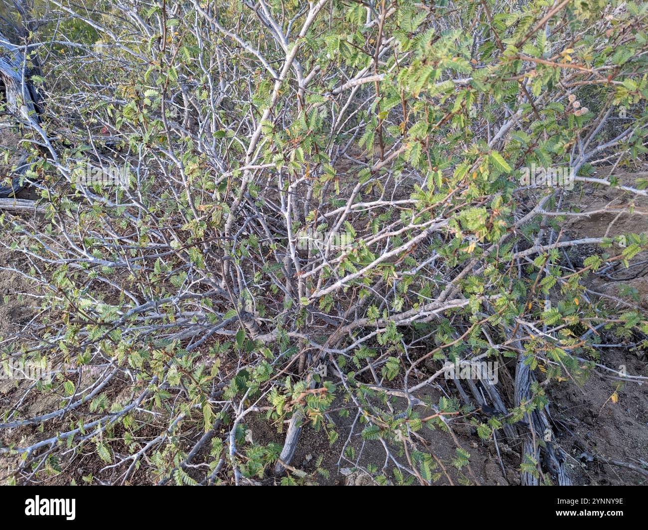 (Mimosa tricephala xanti Stock Photo - Alamy