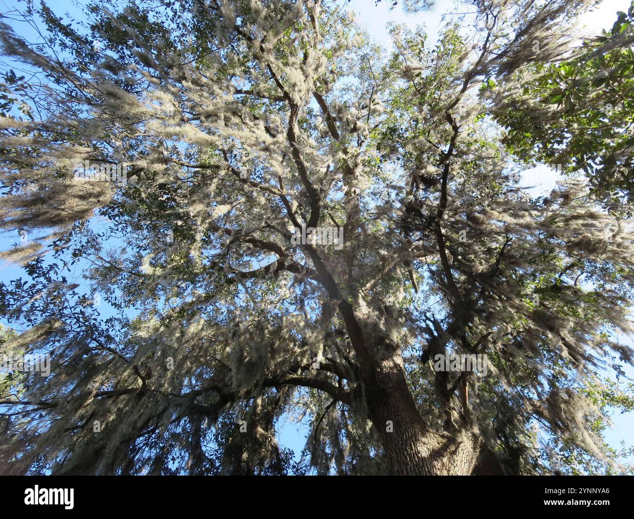 southern live oak (Quercus virginiana Stock Photo - Alamy