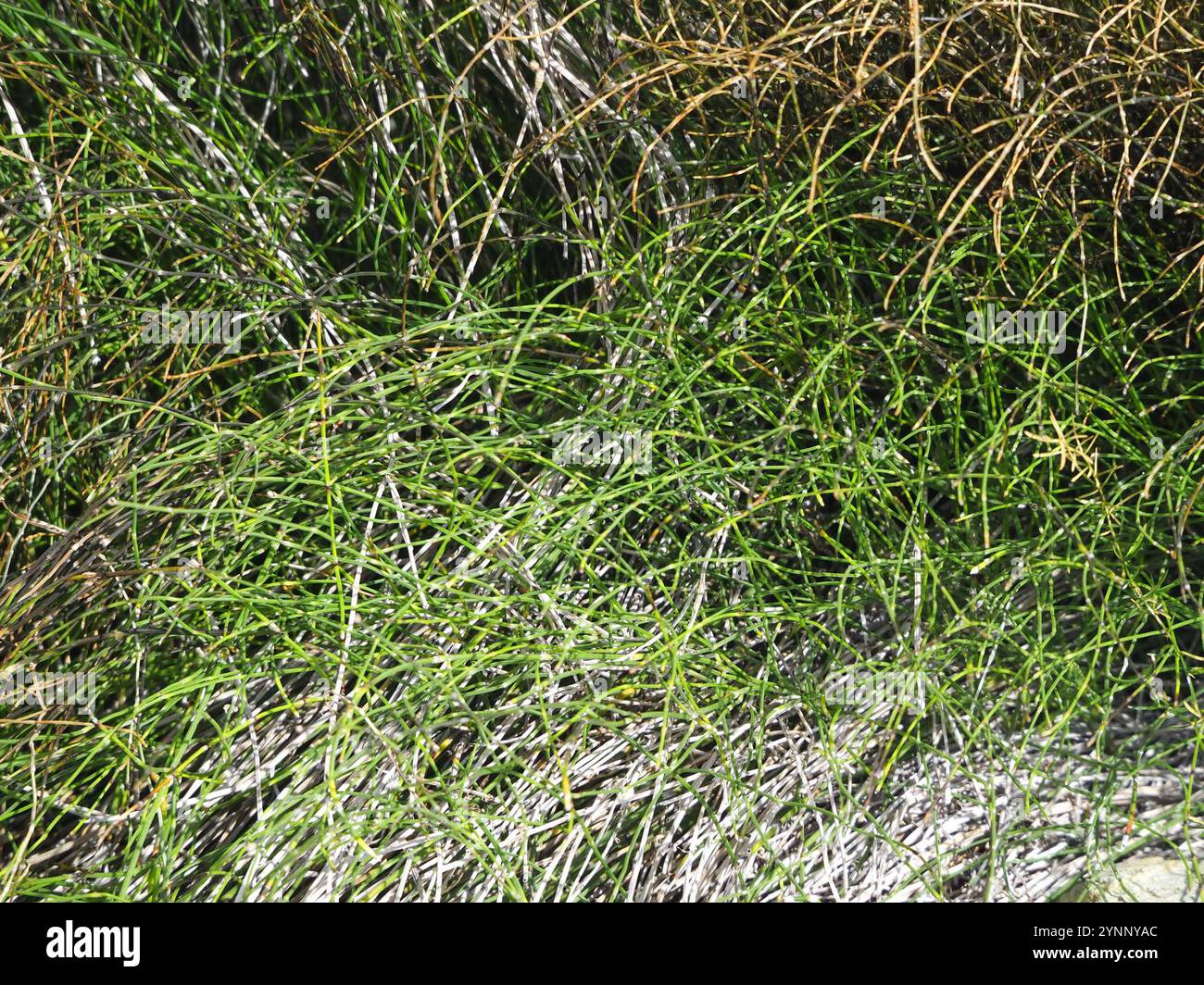 Branched Horsetail (Equisetum ramosissimum Stock Photo - Alamy