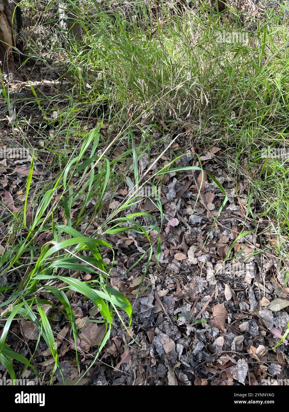 Smilo Grass (Oloptum miliaceum Stock Photo - Alamy