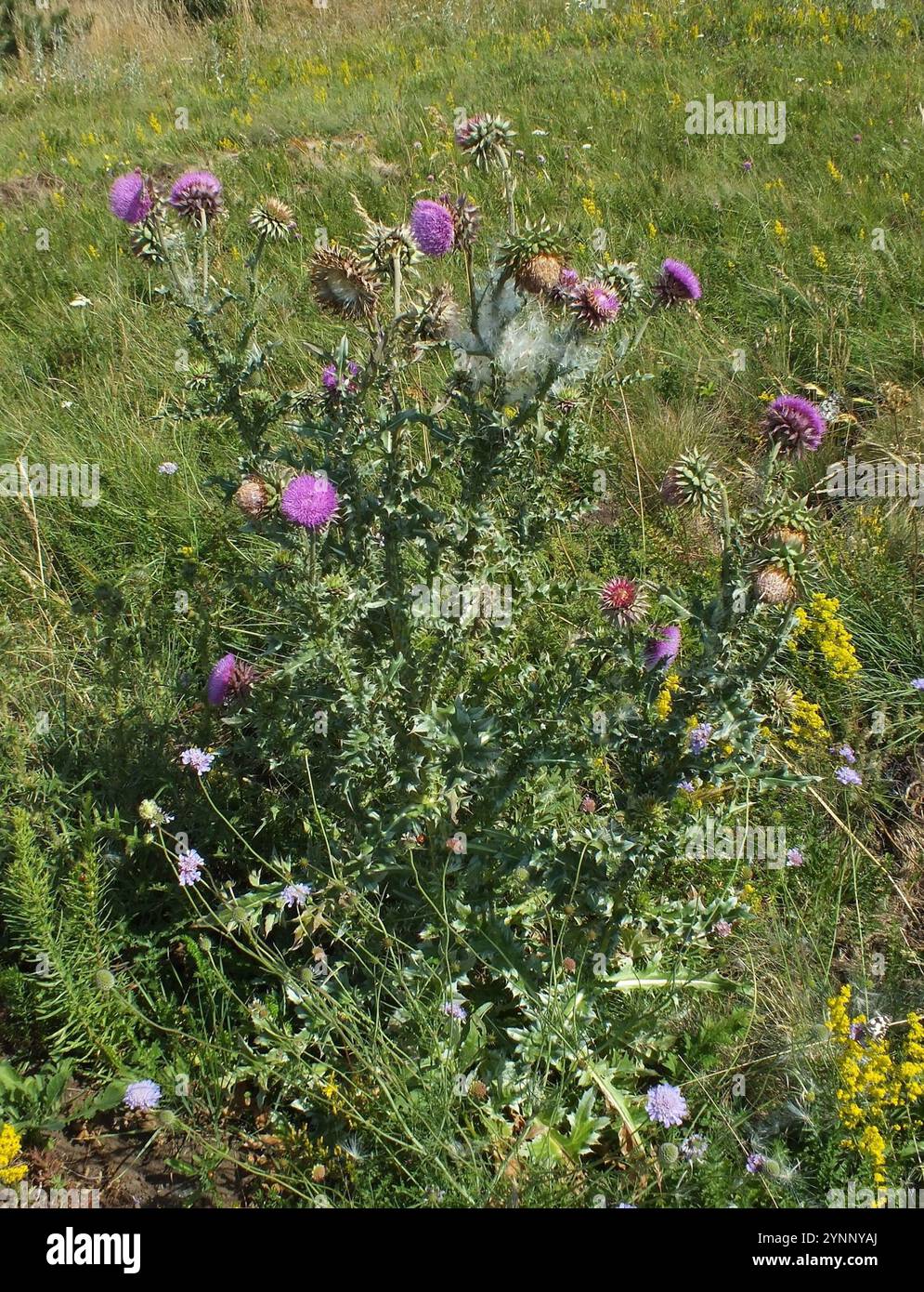 (Carduus nutans leiophyllus Stock Photo - Alamy