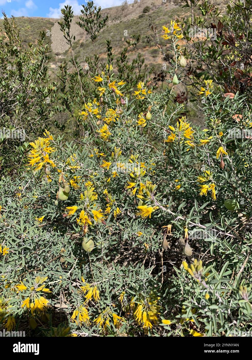 Bladderpod (Cleomella arborea Stock Photo - Alamy