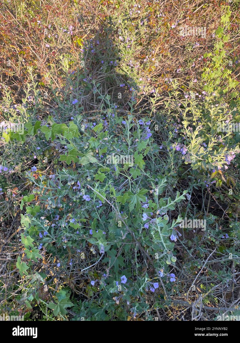 bluewitch nightshade (Solanum umbelliferum Stock Photo - Alamy