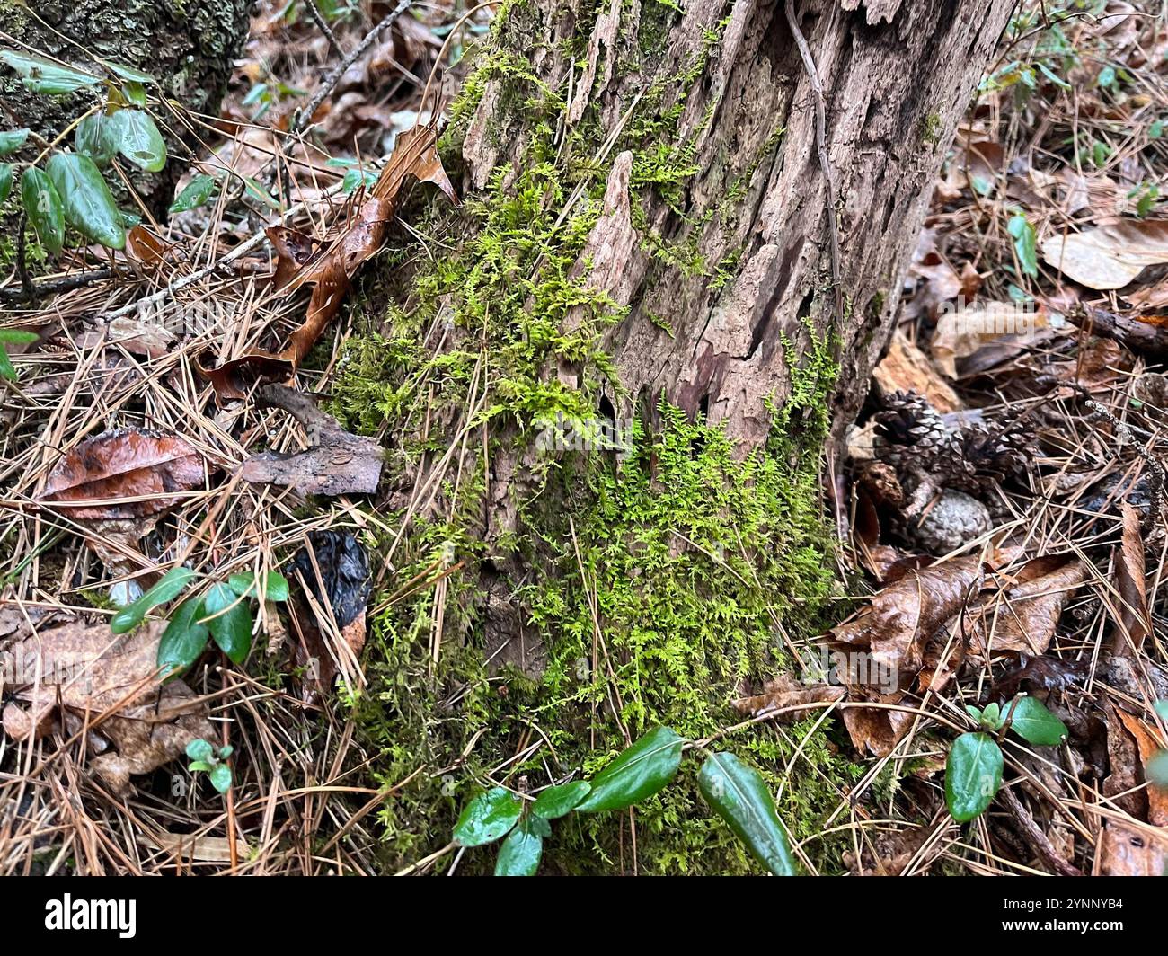 Brocade moss hi-res stock photography and images - Alamy