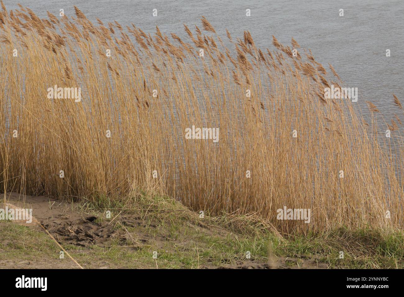 common reed (Phragmites australis Stock Photo - Alamy