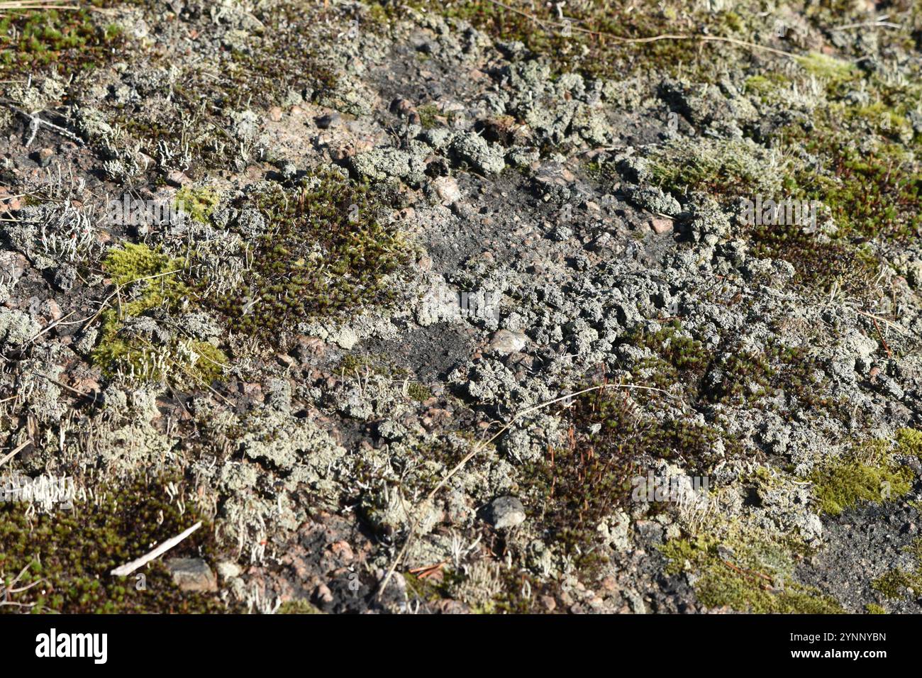 Granular Mottled-disk Lichen (Trapeliopsis granulosa Stock Photo - Alamy