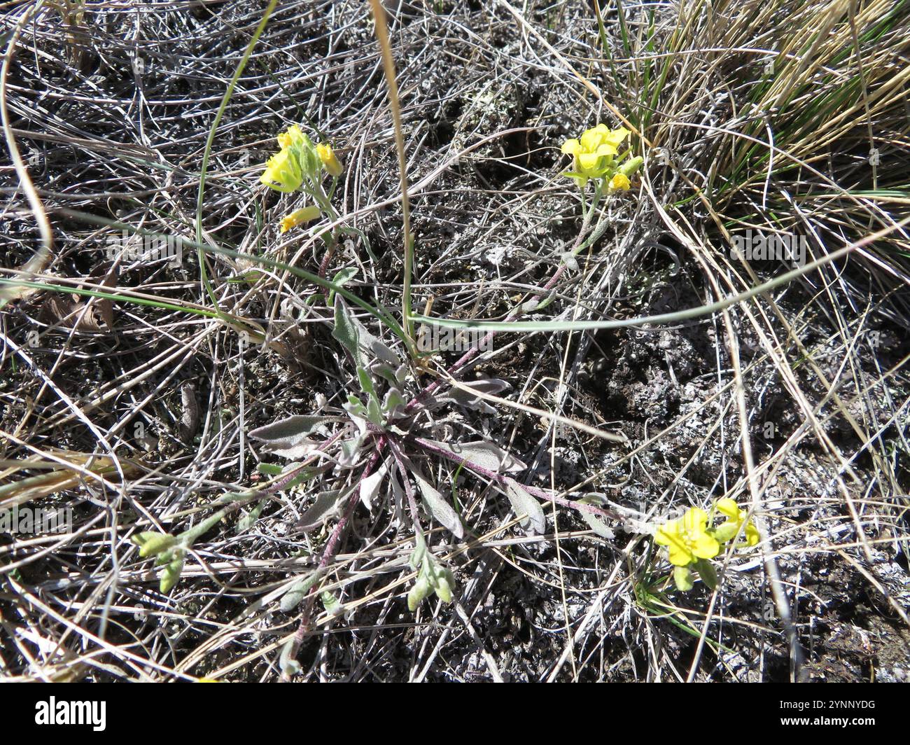 Great Plains Bladderpod (Physaria arenosa Stock Photo - Alamy