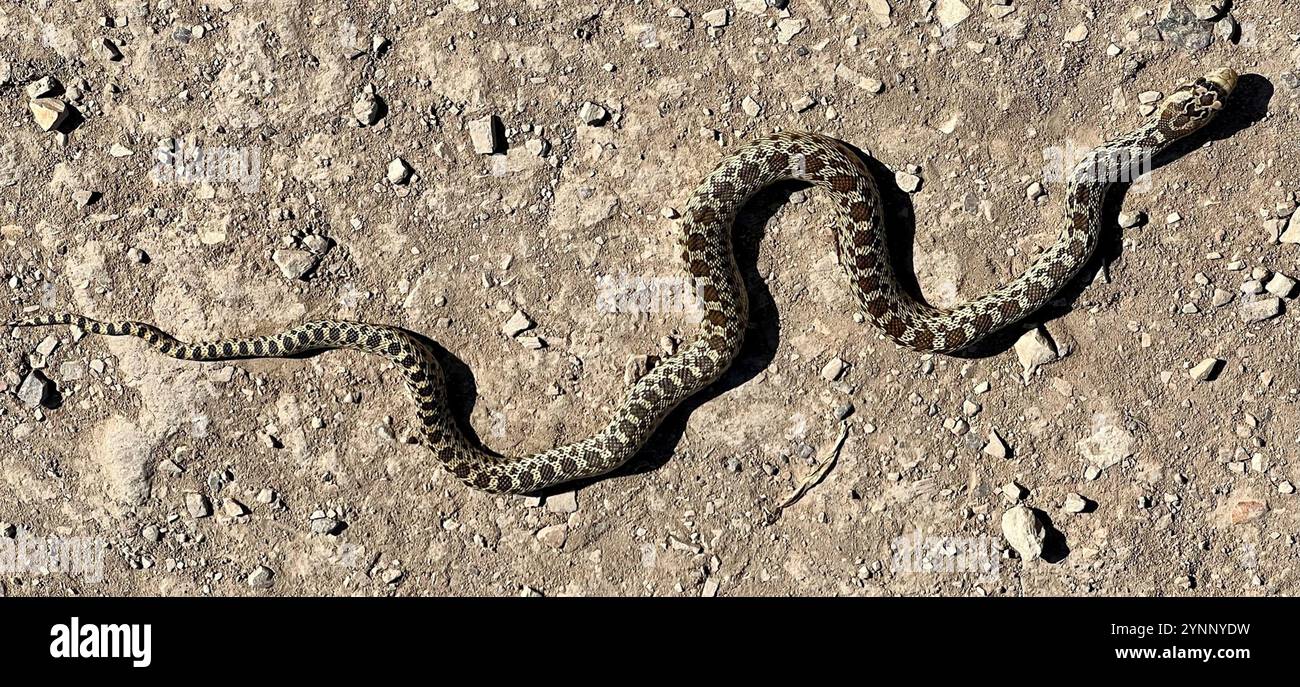 Pacific Gopher Snake (Pituophis catenifer catenifer Stock Photo - Alamy