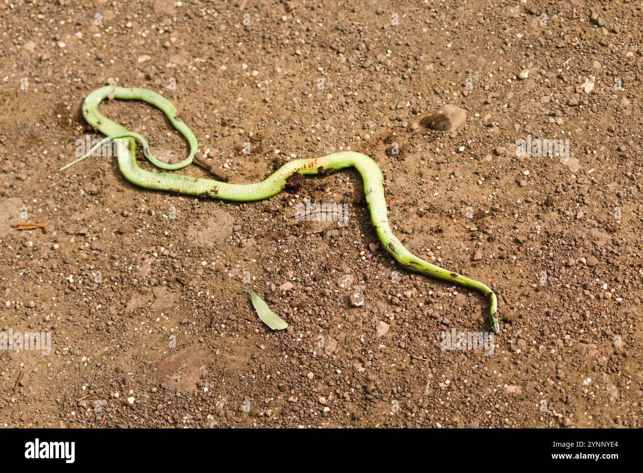 Lichtenstein's Green Racer (Philodryas olfersii Stock Photo - Alamy