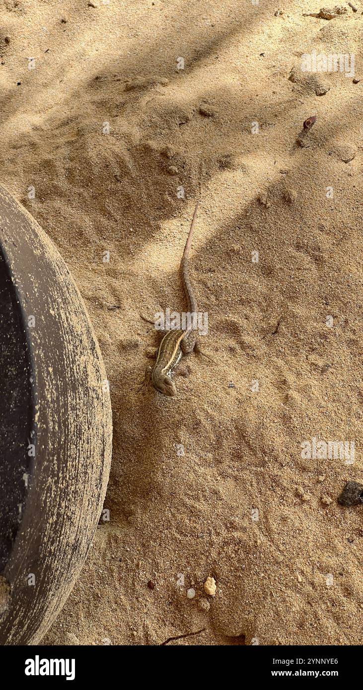 Haitian Curlytail Lizard (Leiocephalus personatus Stock Photo - Alamy