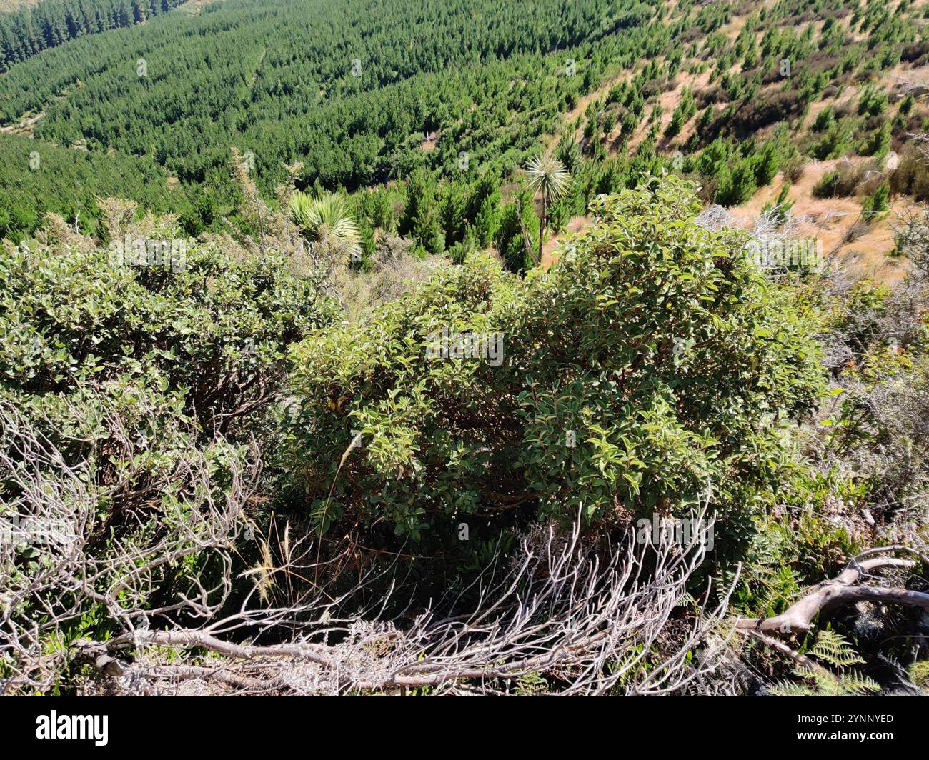 Common tree daisy (Olearia arborescens Stock Photo - Alamy
